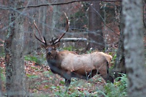 Changes set for Pa. elk permit lottery as lawmaker seeks more ...