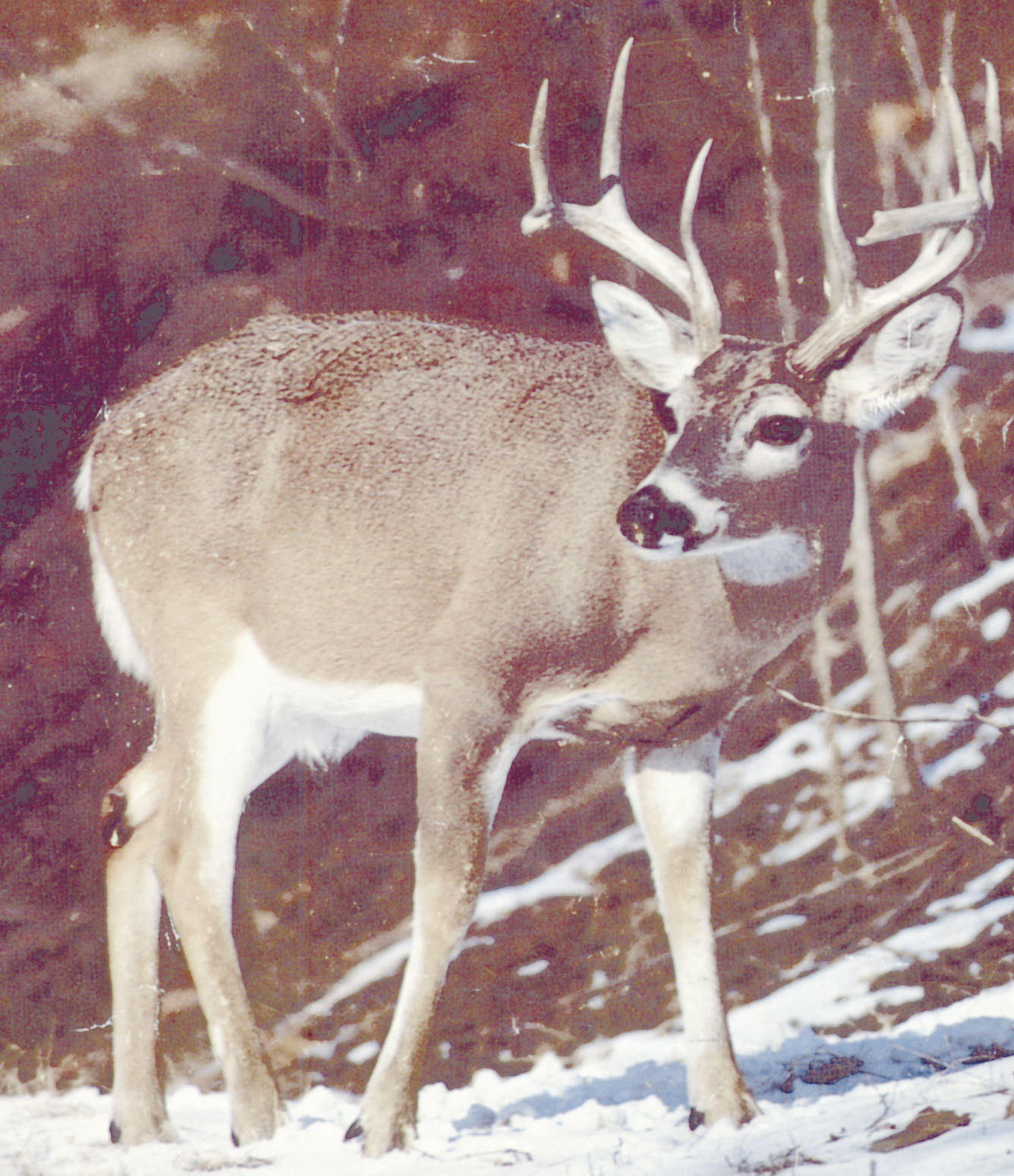 Updated: Pa. Game Commission to keep start of deer season on Saturday ...