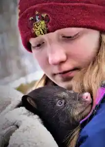 Providing ear tags for black bears - The Bradford Era