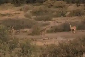 Robertson: Hunting kudus - The Bradford Era
