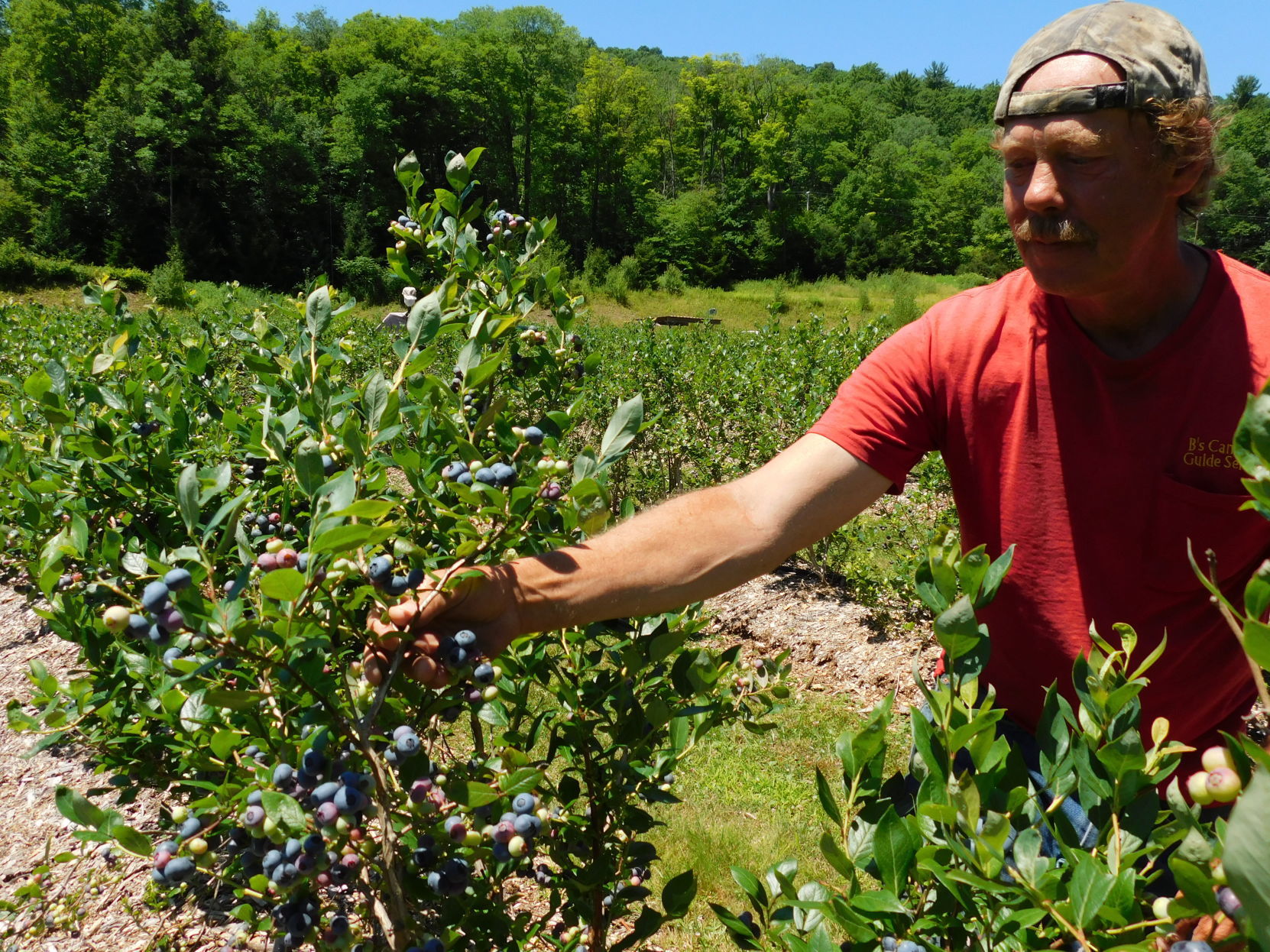 Red, White and Blueberries patch provides early, easy picking - The ...