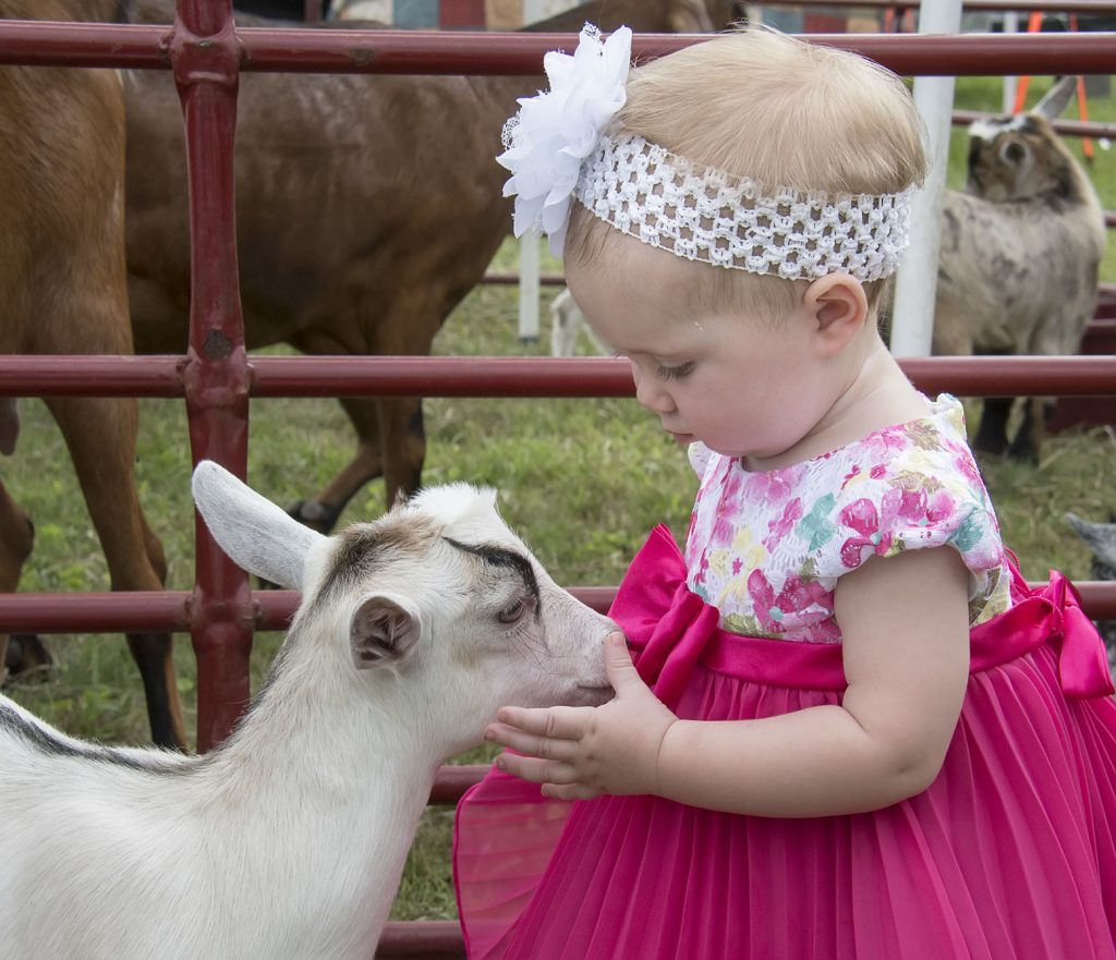 Back in time at Crook Farm Country Fair - The Bradford Era