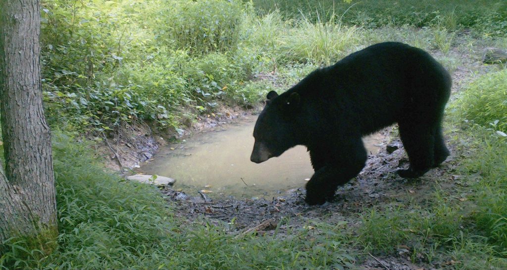 Farmers struggle with crop damage caused by bears - The Bradford Era