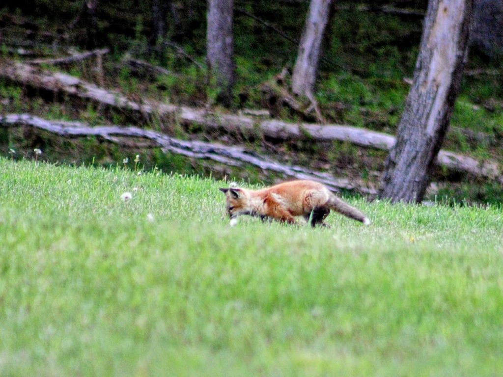 Hunting Pennsylvania's rising predator population - The Bradford Era