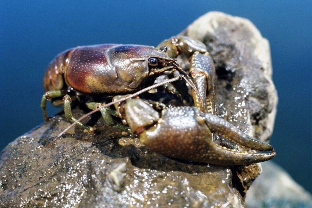 Invasive crayfish have produced hybrids in Pa. river - The Bradford Era