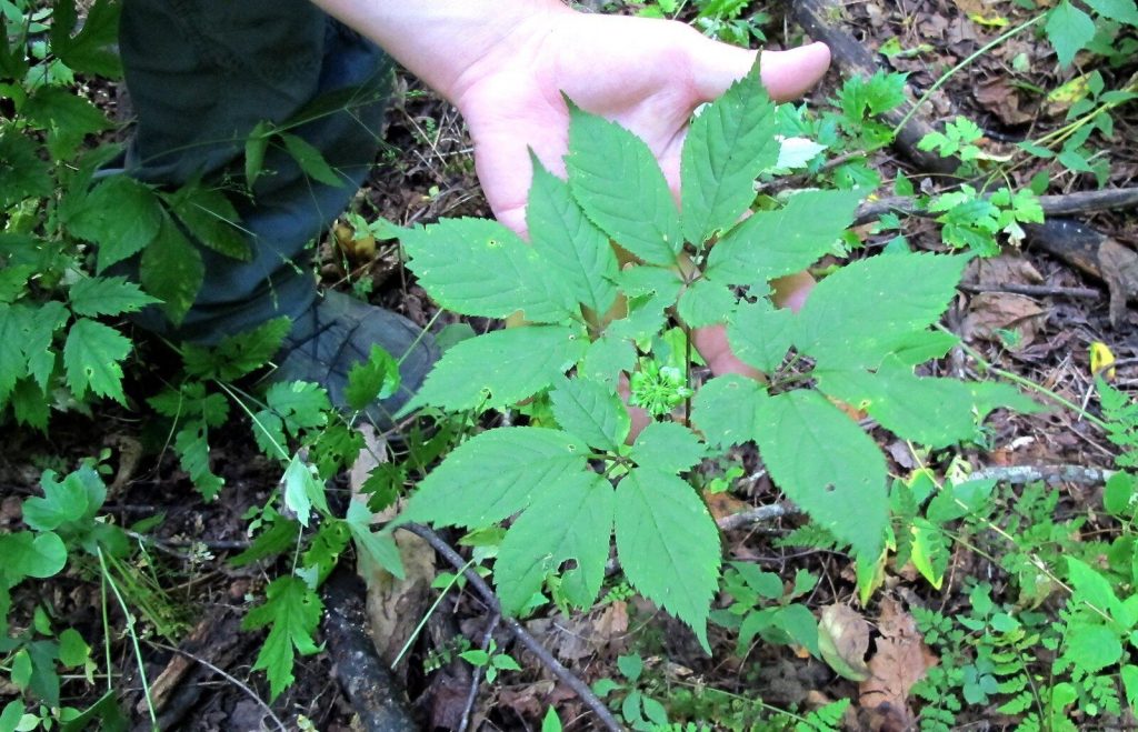 The secret, lucrative world of Pa.'s wild ginseng 'diggers' - The ...