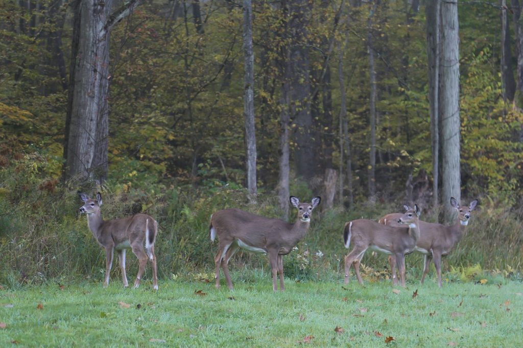 Pa. doe licenses will be sold like general hunting licenses - The ...