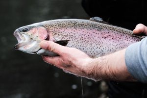 Going fishing? What you need to know as Pa.’s trout season opener ...