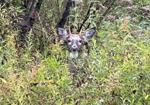 Spike buck along McDowell Trail - The Bradford Era