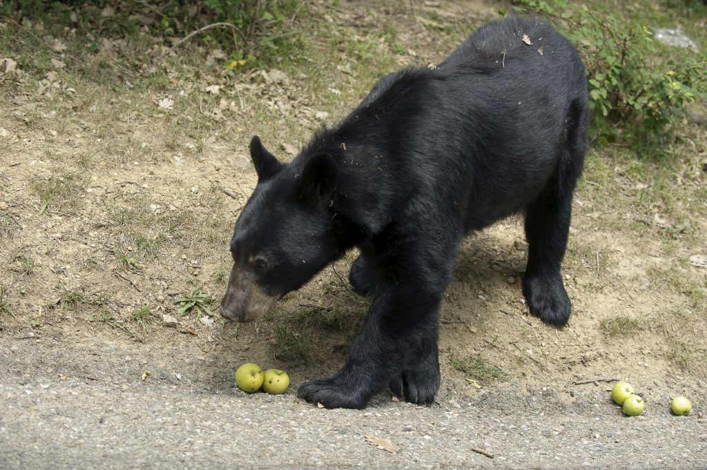Bear season: Here's how Pennsylvania controls its largest predator ...