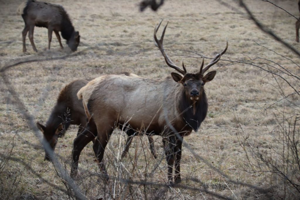 Benezette bull elk, from a distance - The Bradford Era