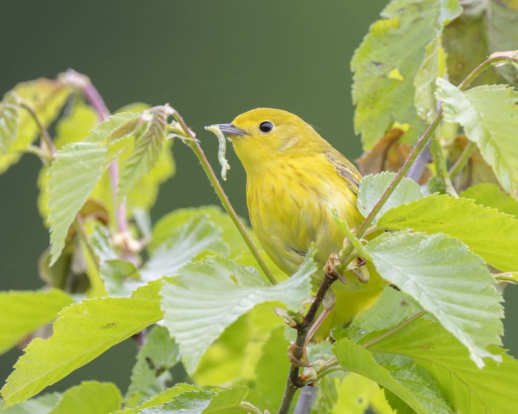 Restless foragers - The Bradford Era