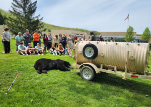 SMETHPORT: Game Commission brings black bear to Smethport - The ...