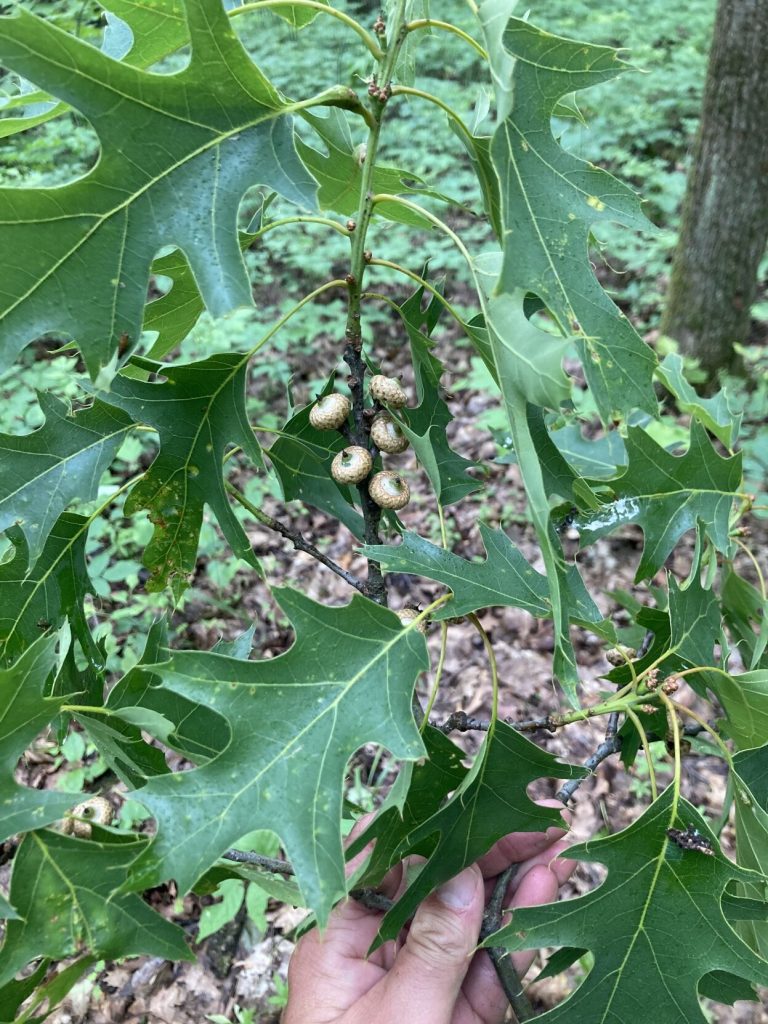 Time to start scouting for mast crops - The Bradford Era