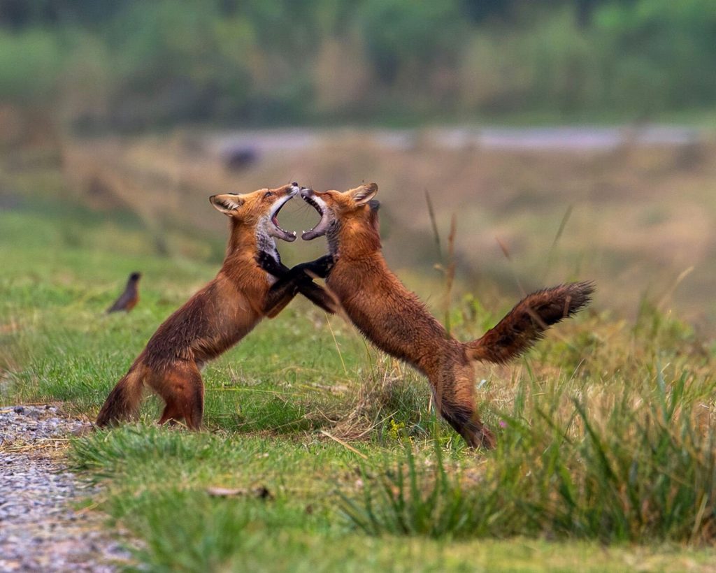 'Round the Square: Playful foxes - The Bradford Era