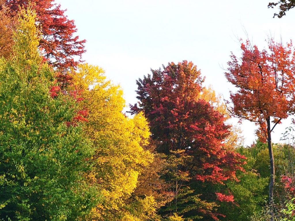 Leaf peepers prepare, fall foliage is sure to dazzle - The Bradford Era