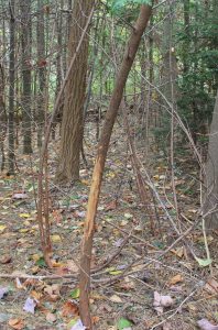 Understanding buck rubs - The Bradford Era