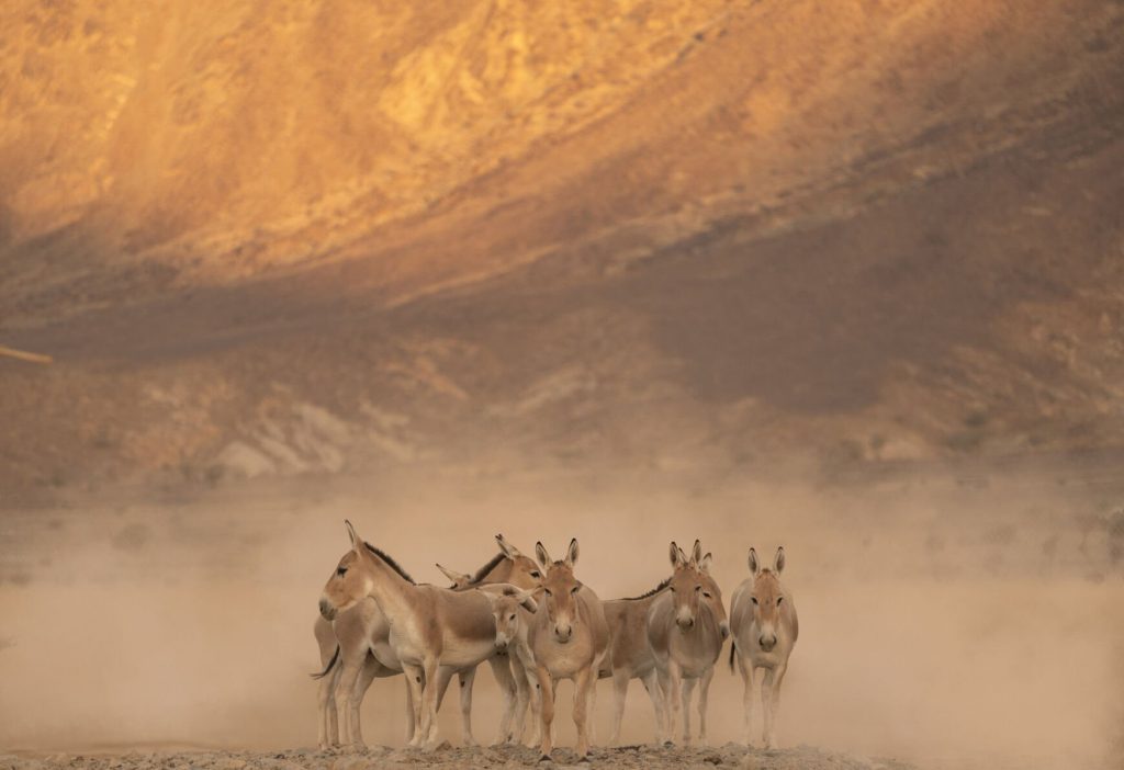 Prince Mohammed bin Salman Royal Reserve brings back the Onager to the ...