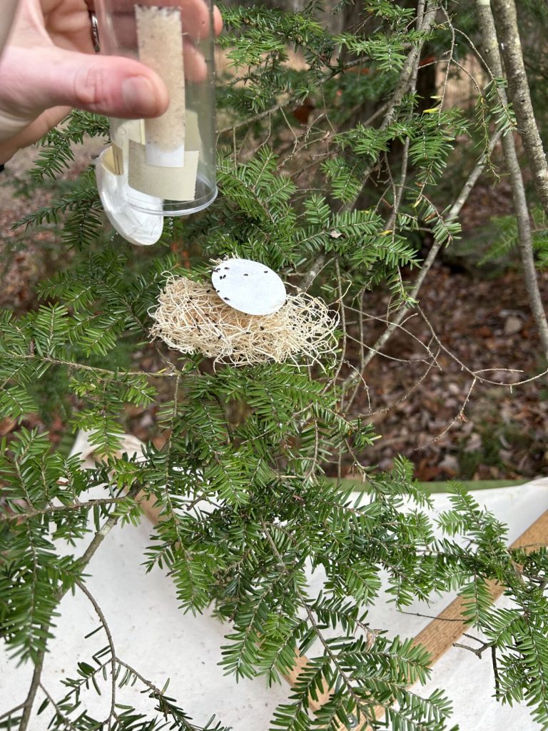 Beetles released to combat invasive insect; biocontrol for hemlock ...