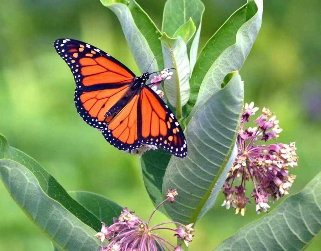 Protecting the cherished monarch butterfly - The Bradford Era