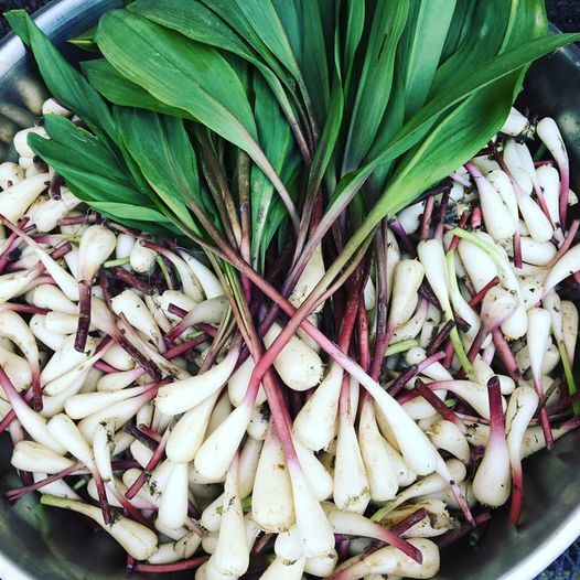 Better habitats for forest farming wild leeks could help future ...