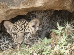 ROYAL COMMISSION FOR ALULA'S ARABIAN LEOPARD CONSERVATION PROGRAMME ...
