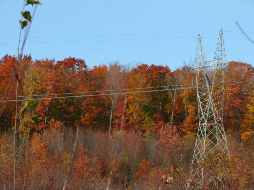 Solar deforestation plans faced internal backlash at Michigan DNR, documents show - The Bradford Era
