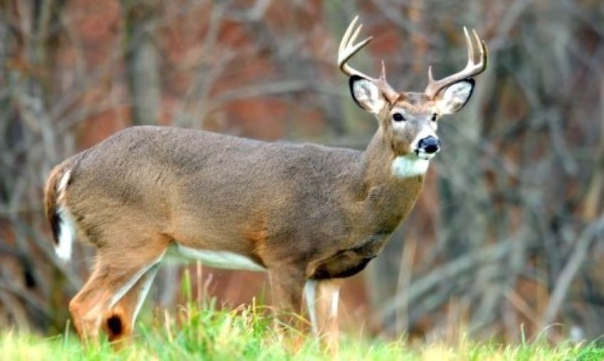 CWD-positive deer found in Carbon County - The Bradford Era
