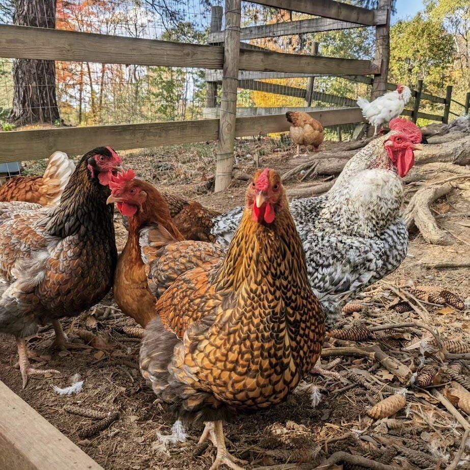Small flock egg production: From coop to kitchen - The Bradford Era
