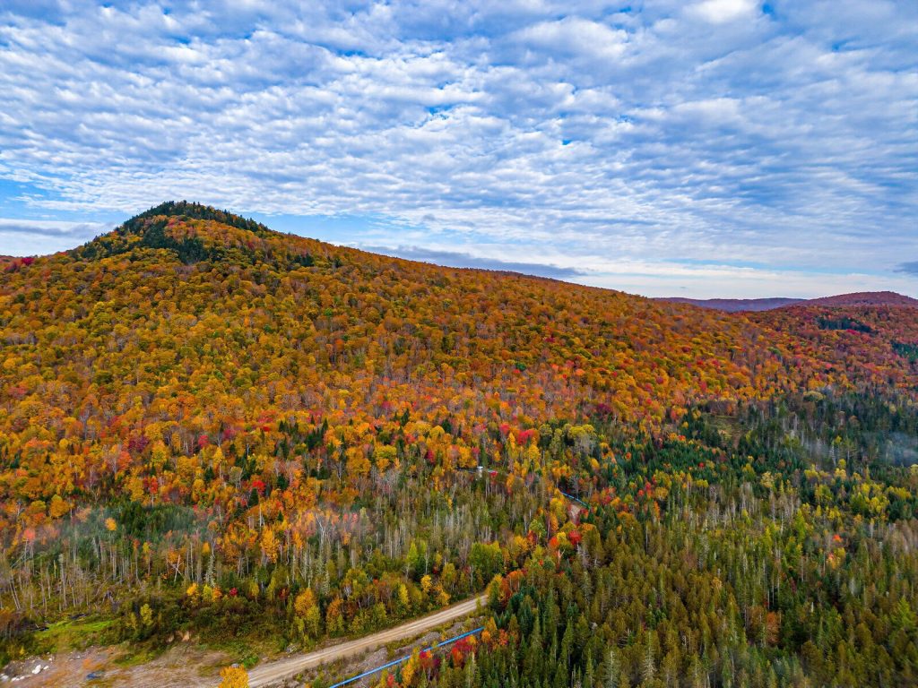 Chestnut Carbon Announces First Issuance of Credits from Forest ...