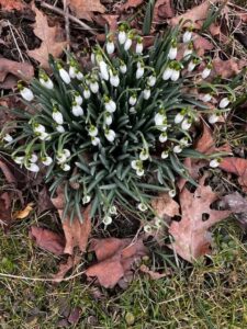 Snowdrops herald renewal - The Bradford Era
