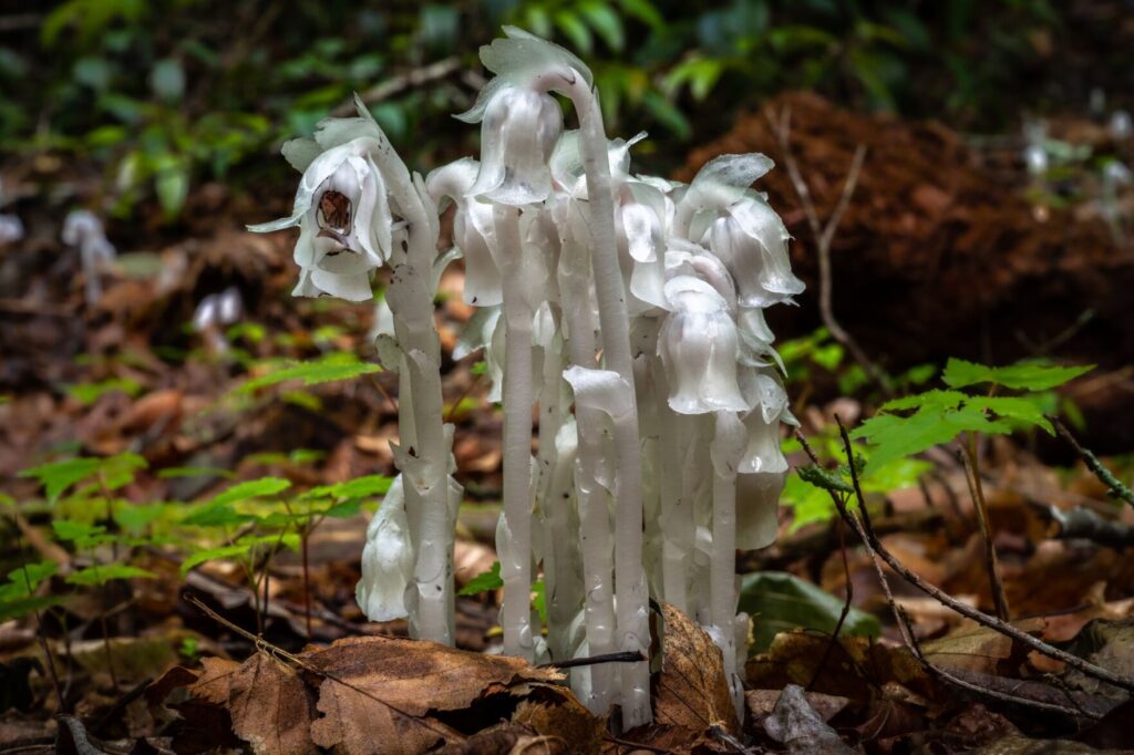 Traditional forest medicinal plant ghost pipe used differently today ...