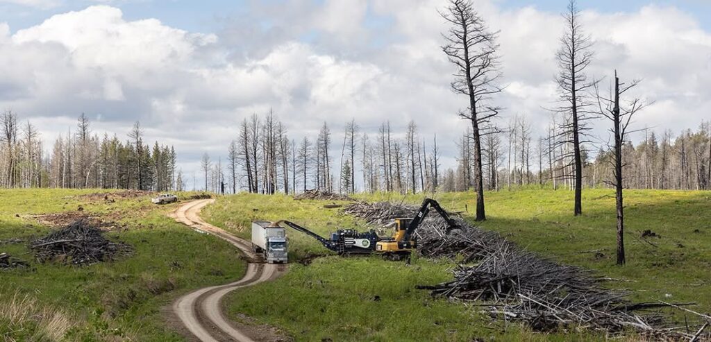 Logging can lead to better hunting - The Bradford Era