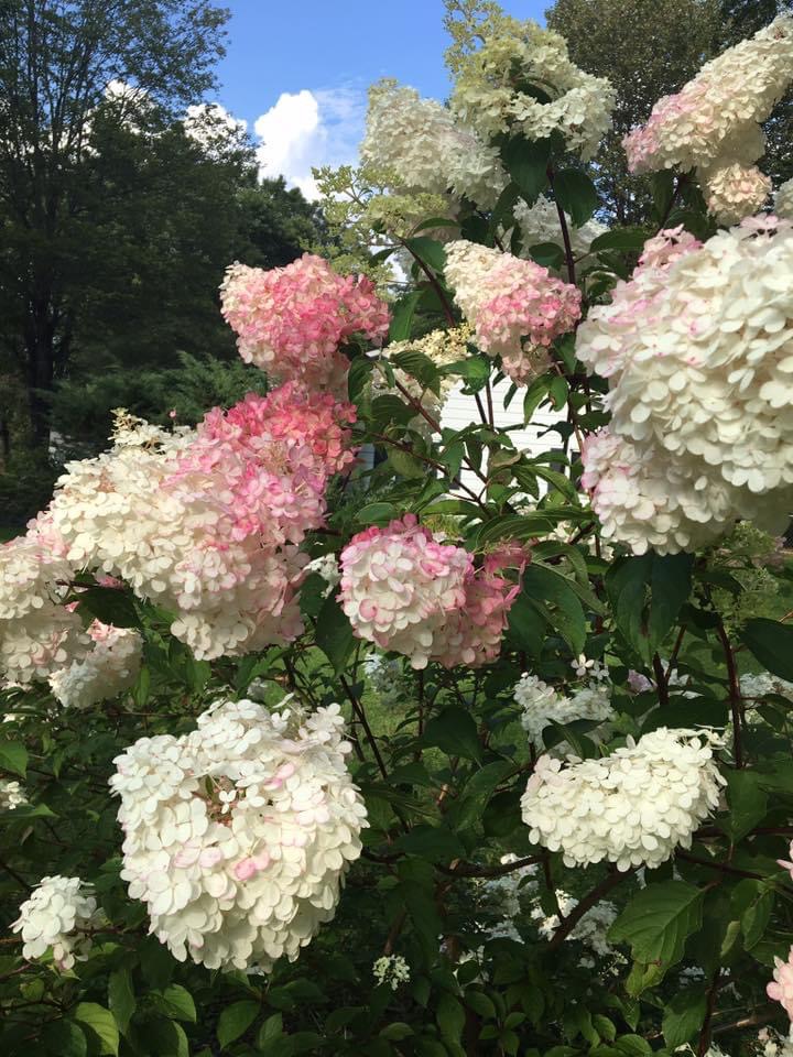 The adaptable, confident hydrangea - The Bradford Era