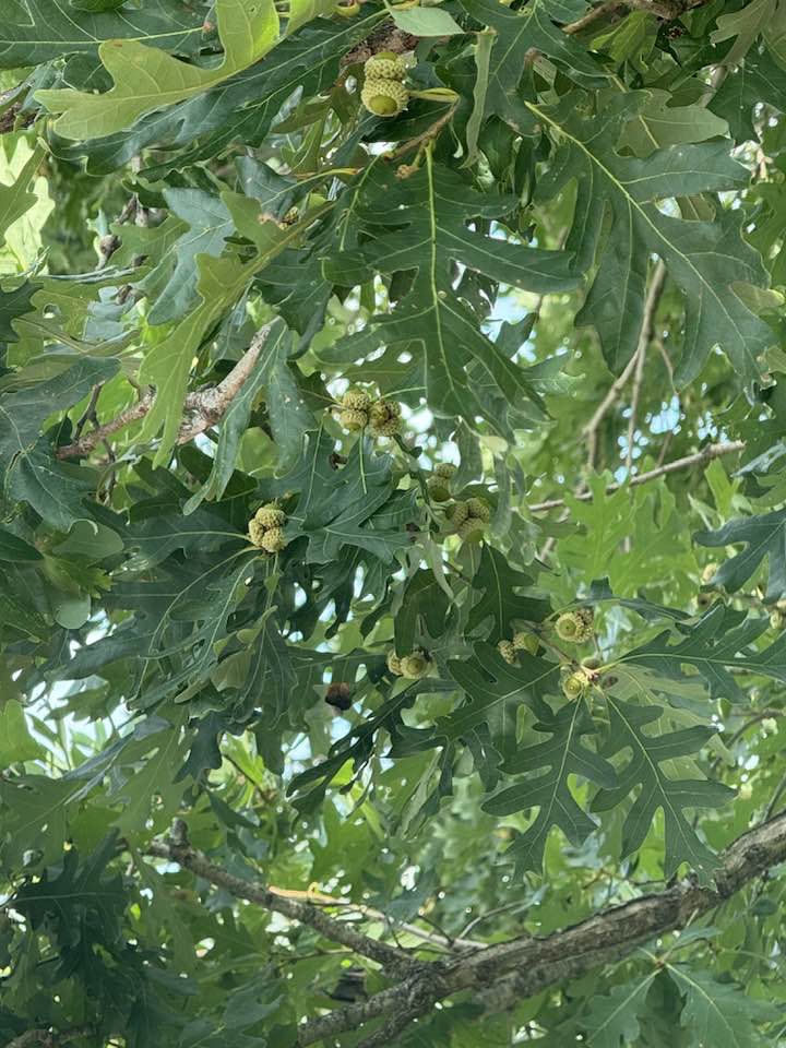 Mast crops shape wildlife patterns - The Bradford Era