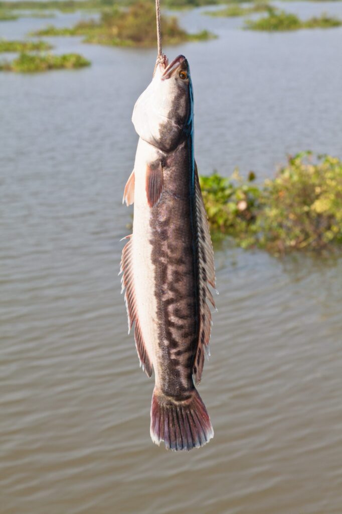 As snakeheads invade Pa. waters, scientists rush to understand impact ...