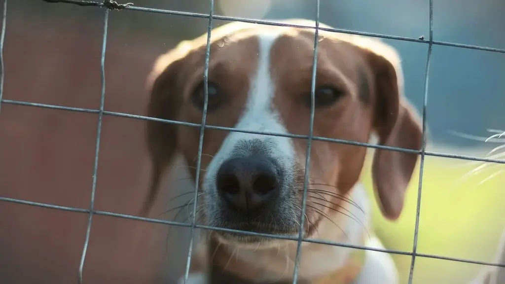 'Belly rubs and squeaky toys' over animal testing in bipartisan 'Beagle ...