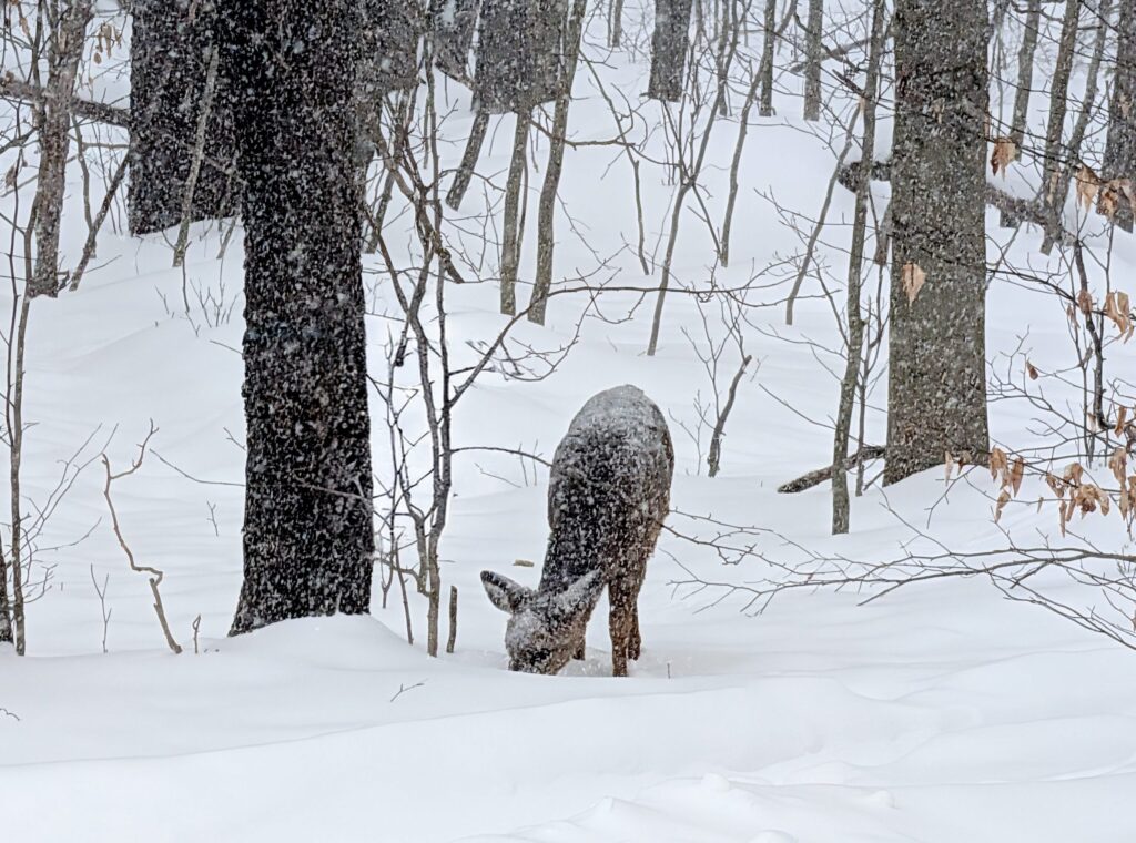 Brutal winter, strong wildlife: Signs of survival in the snow - The ...