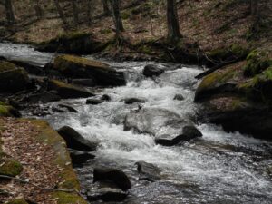 Freestone streams - The Bradford Era