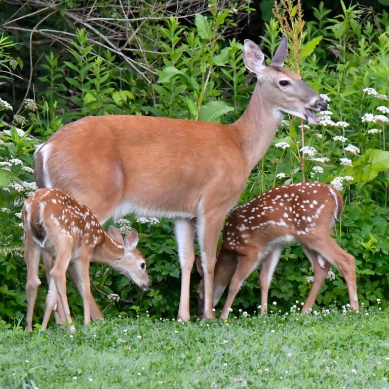 Backyard visitors - The Bradford Era